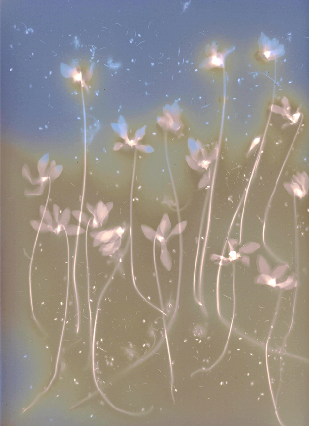 Chiara Celeste – Verdecoprente